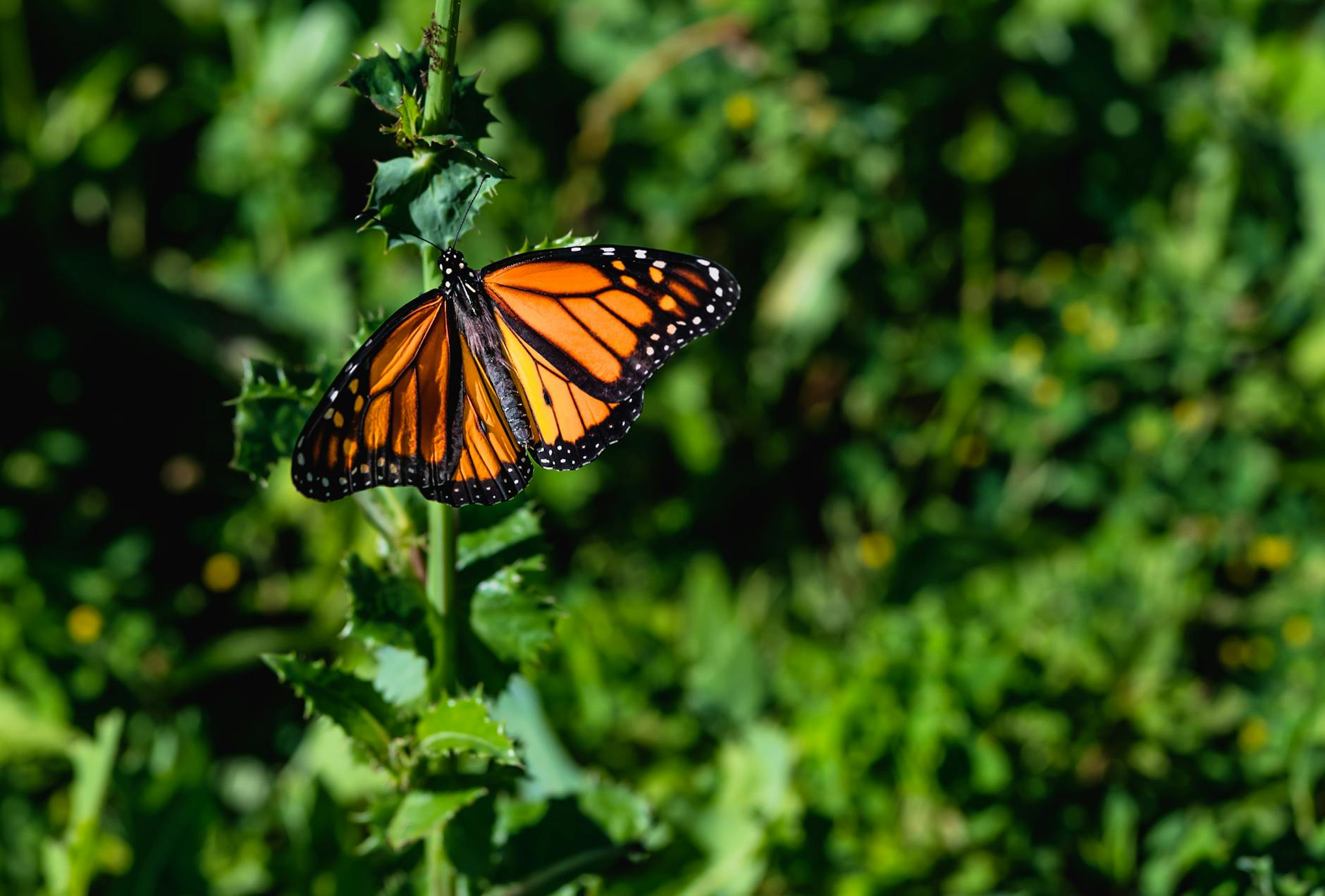 Emerging from the Chrysalis | Spiritual Senses